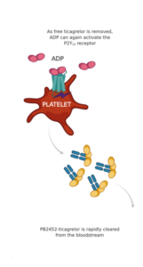 Pipeline | PhaseBio